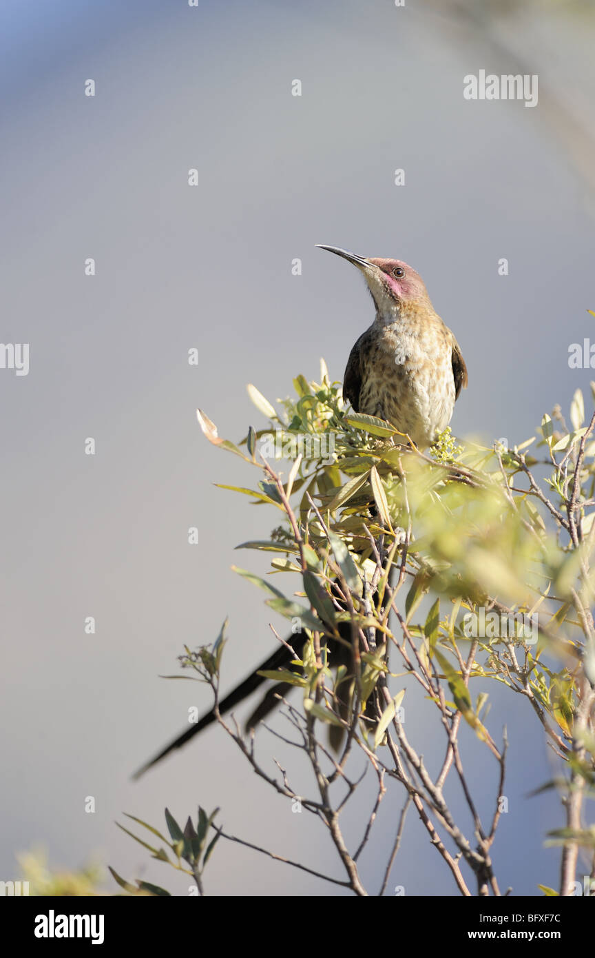 Cape sugarbird hi-res stock photography and images - Alamy