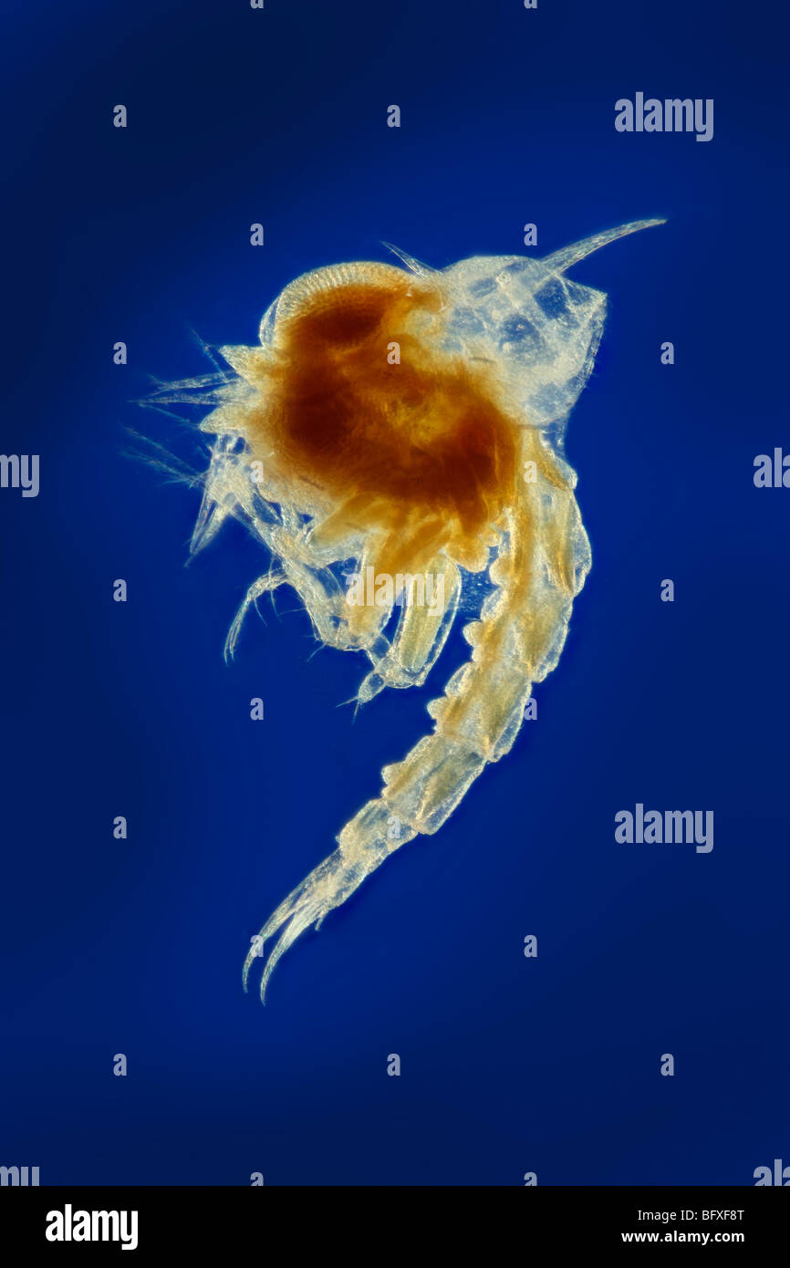Photomicrograph of larvae of spider crab, Zoea, darkfield illumination ...