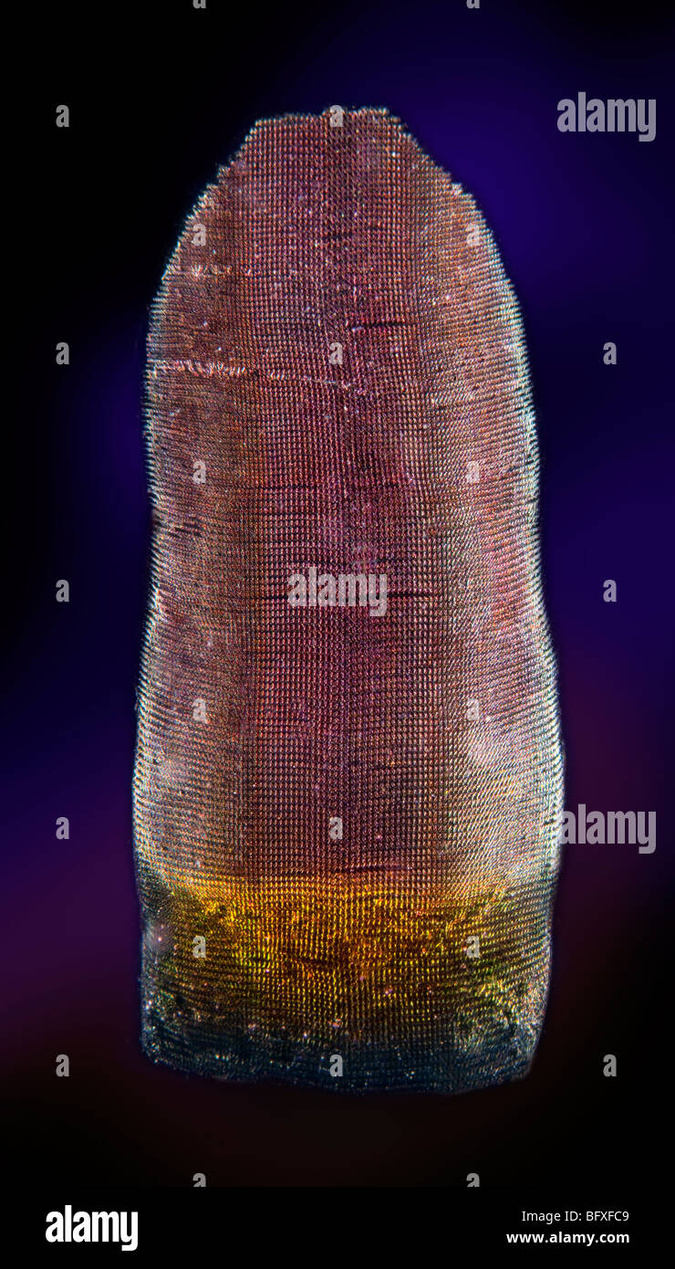 Microscope grating rasping gastropod pest darkfield photomicrograph hi ...