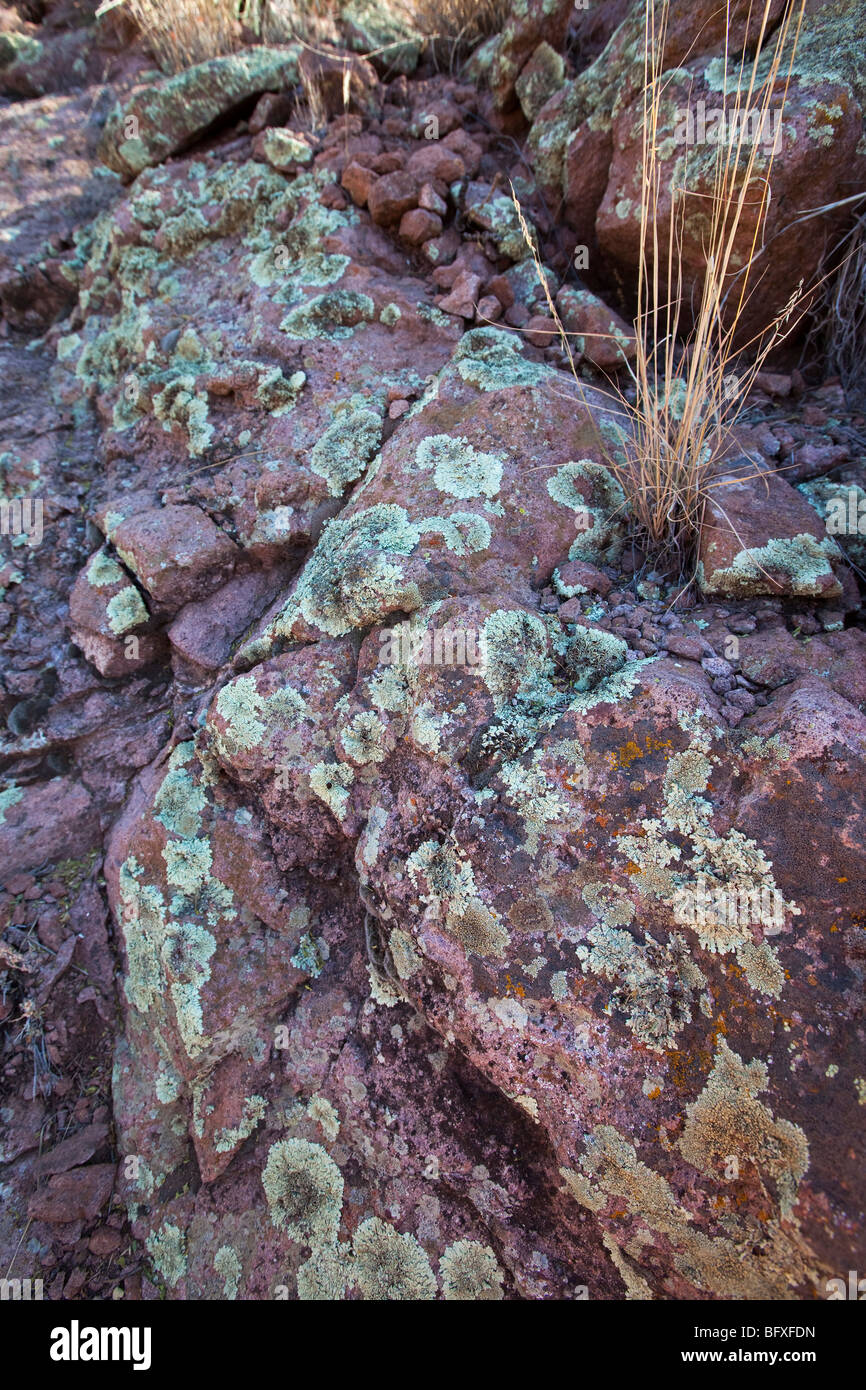 Lichen on rock rocks hi-res stock photography and images - Alamy