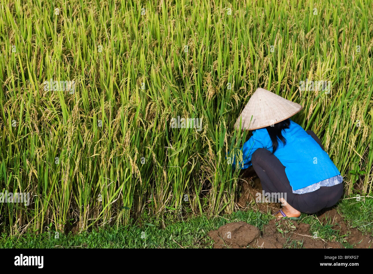 Padi rice hi-res stock photography and images - Alamy