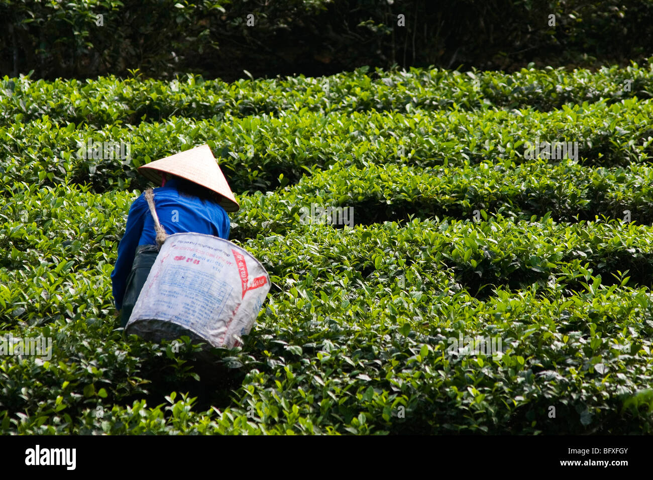 Tea picker in a tea field in North Vietnam, Viet tri, Hanoi Stock Photo ...