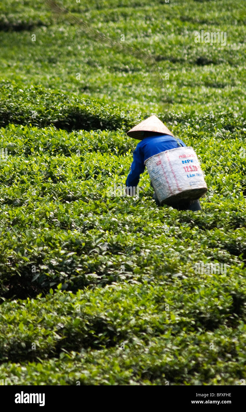 Tea picker in a tea field in North Vietnam, Viet tri, Hanoi Stock Photo ...