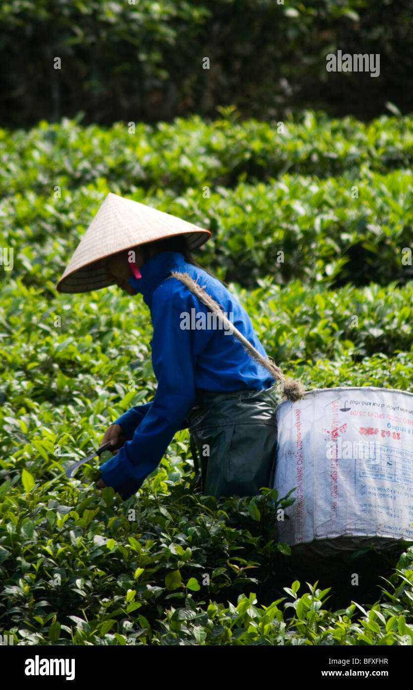 Tea picker in a tea field in North Vietnam, Viet tri, Hanoi Stock Photo ...