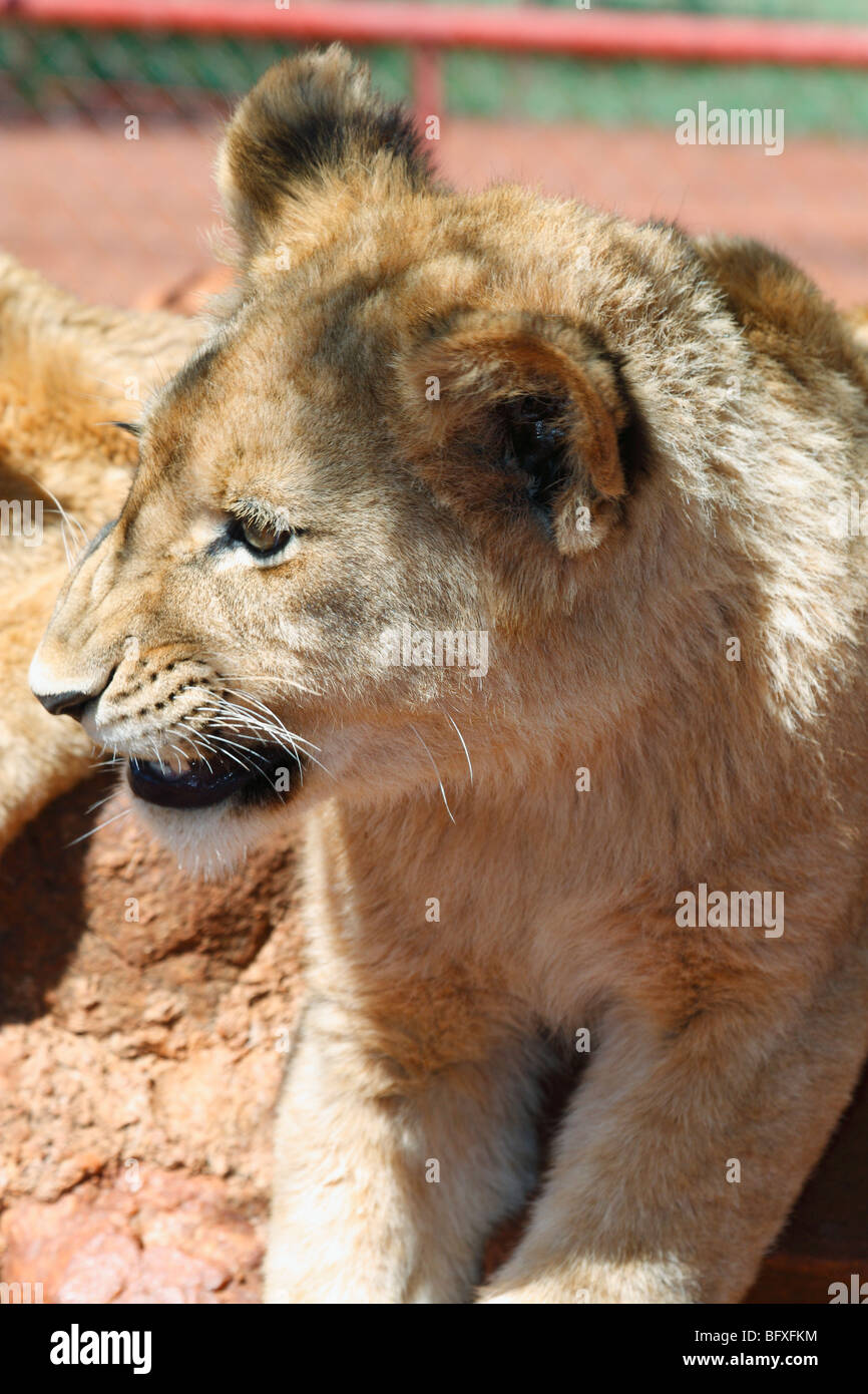 Six / 6 months old lion cub Lion Park Johannesburg, South Africa ...