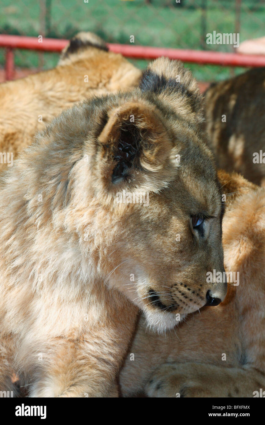 Six / 6 months old lion cub Lion Park Johannesburg, South Africa ...