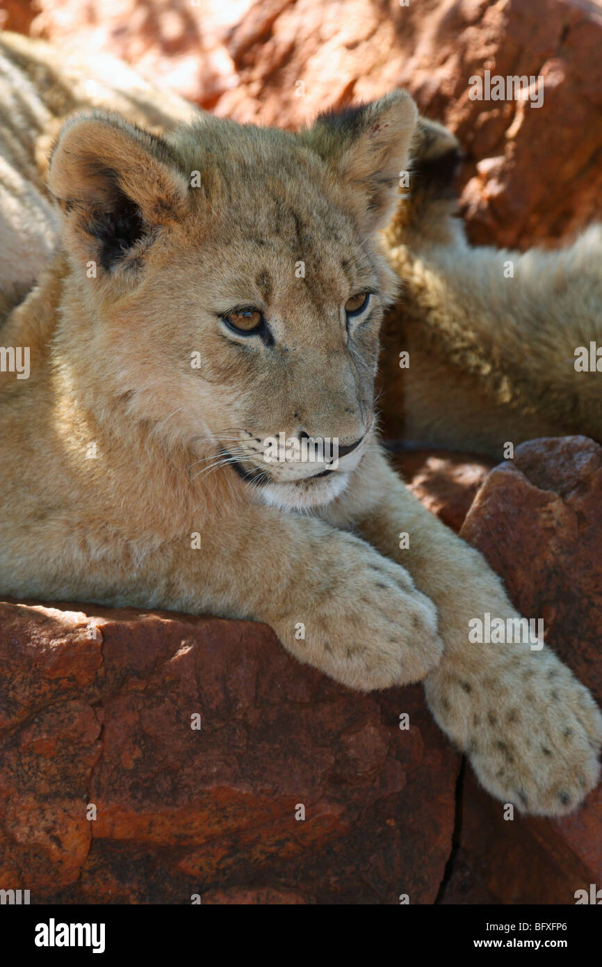 6 months old lion hi-res stock photography and images - Alamy