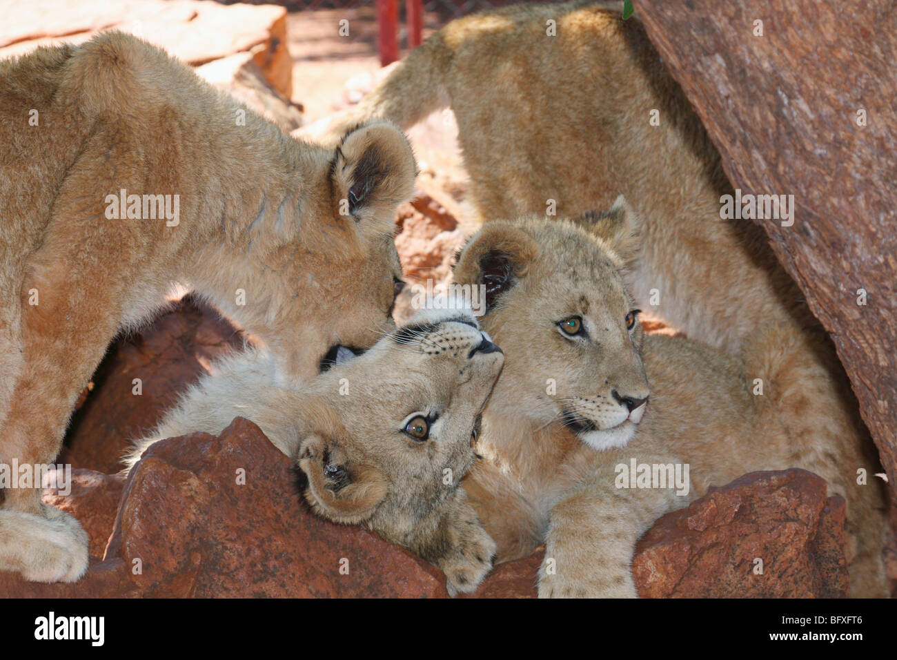 6 months old lion hi-res stock photography and images - Alamy