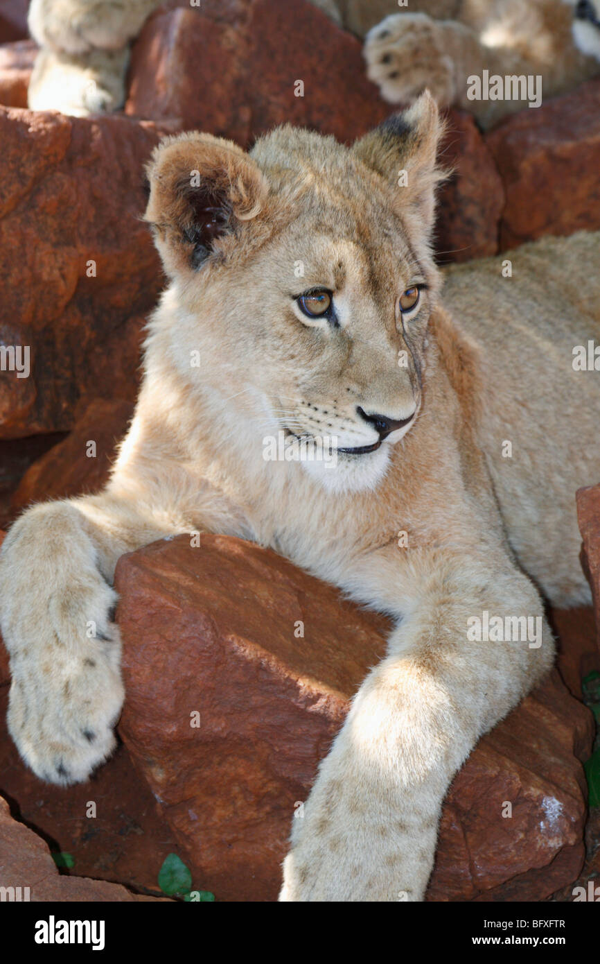 Six / 6 months old lion cub Lion Park Johannesburg, South Africa ...