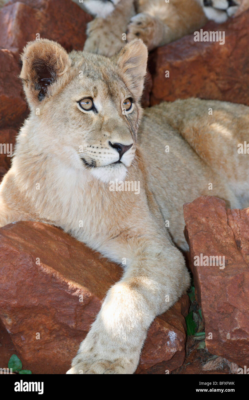 6 months old lion hi-res stock photography and images - Alamy