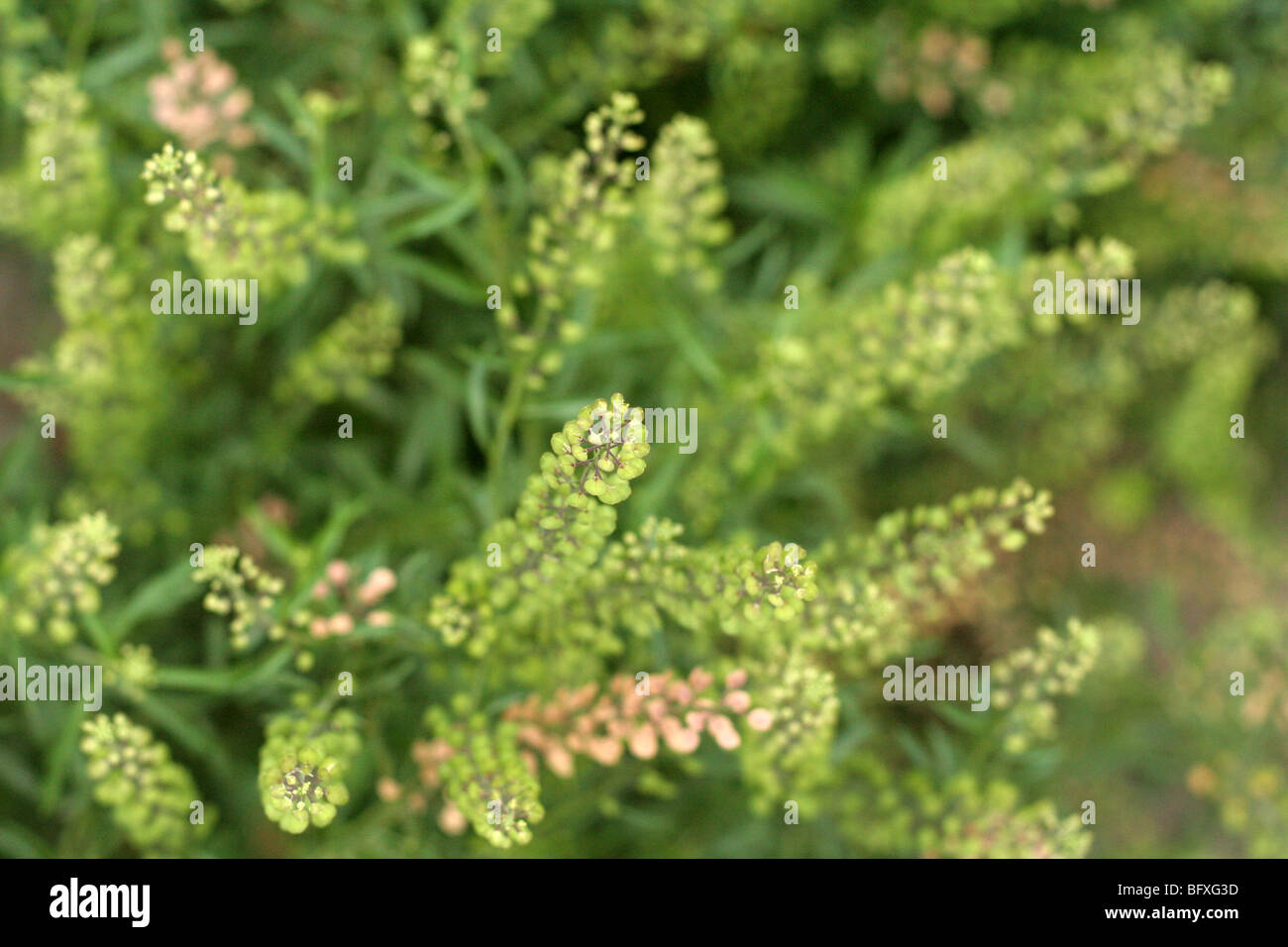 Lepidium virginicum hi-res stock photography and images - Alamy