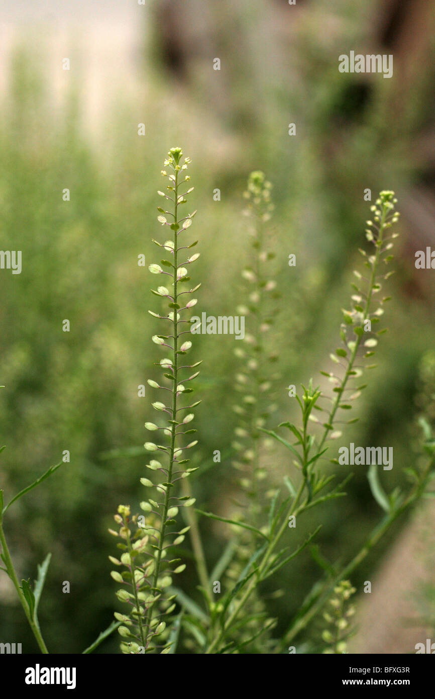 Peppergrass. Lepidium virginicum Stock Photo - Alamy
