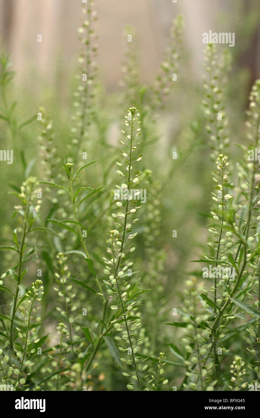 Peppergrass. Lepidium virginicum Stock Photo - Alamy
