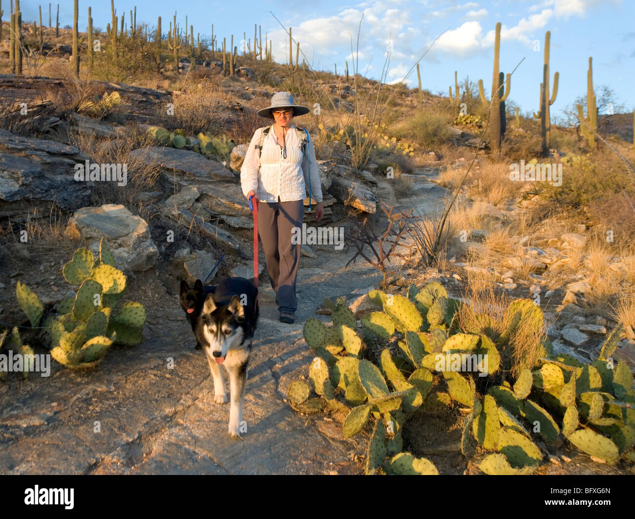 Two dogs in the desert hi-res stock photography and images - Alamy