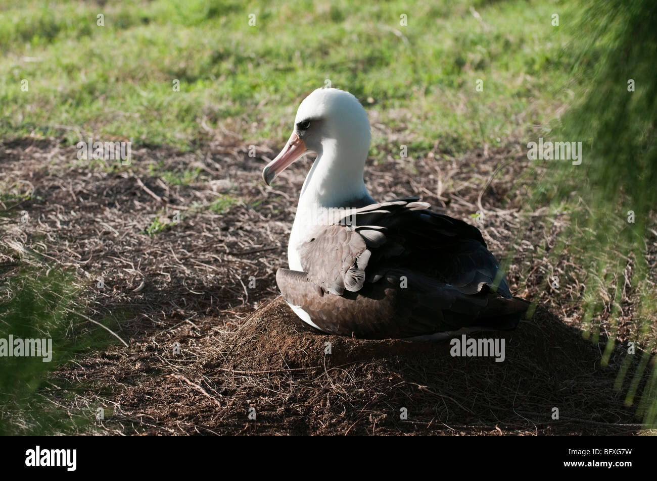 Laysan Albatross, Kilauea National Wildlife Refuge, Kilauea, Kauai ...