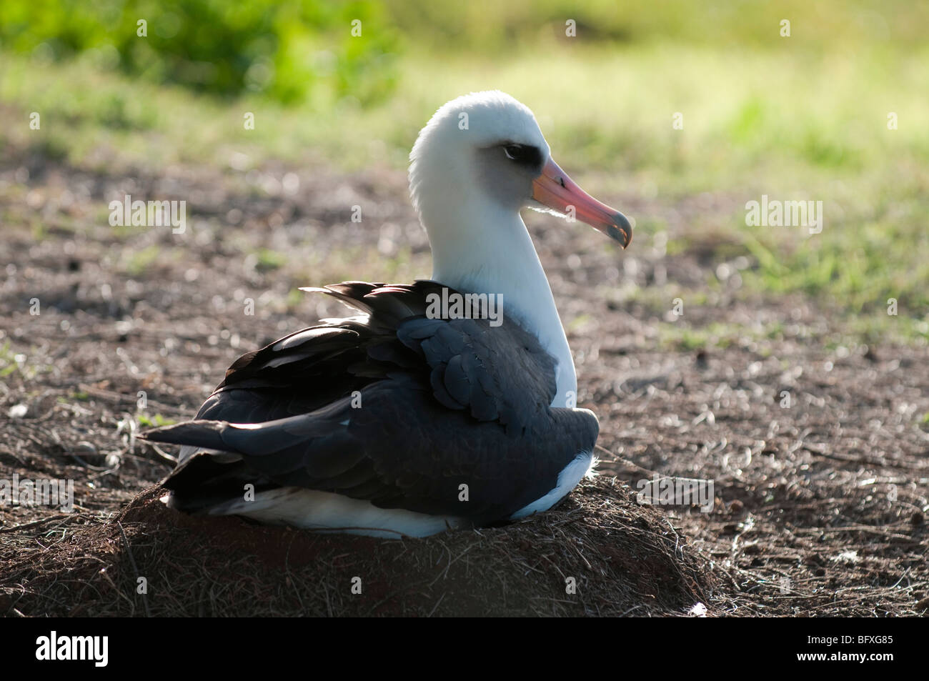Laysan Albatross, Kilauea National Wildlife Refuge, Kilauea, Kauai ...