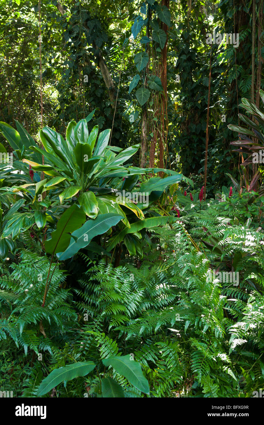 Hawaii rainforest hi-res stock photography and images - Alamy