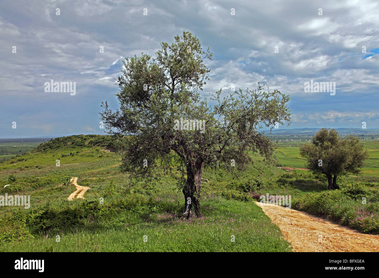 Olive tree in countryside near Apollonia, Albania Stock Photo - Alamy