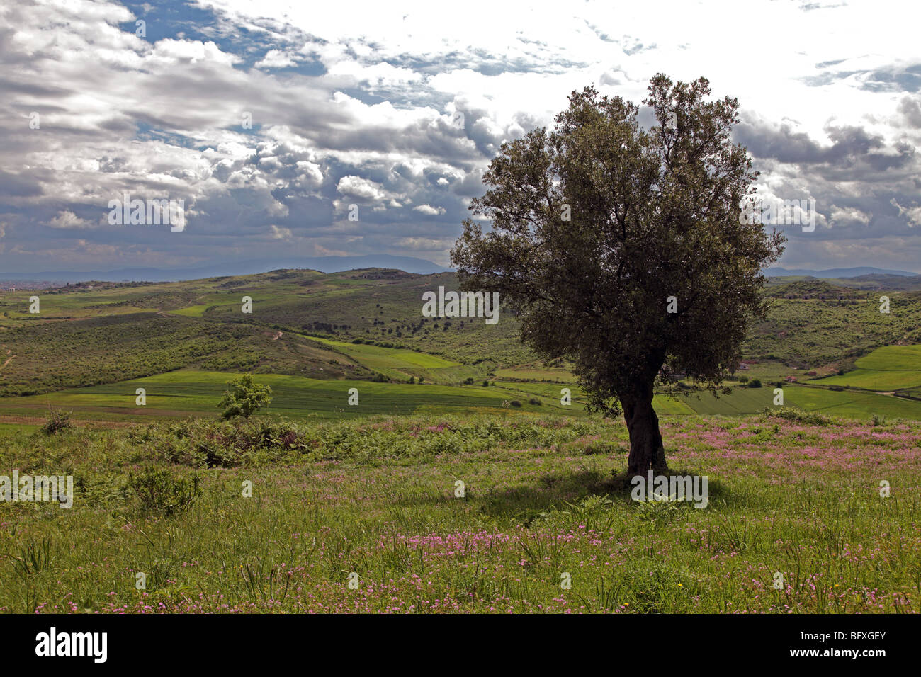 Apollonia in albania hi-res stock photography and images - Alamy