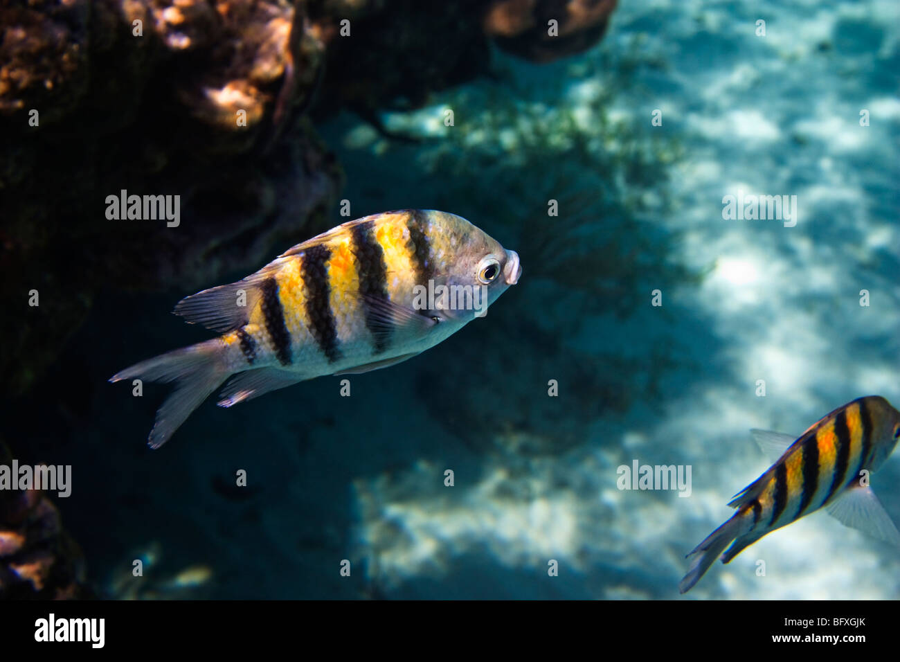 Abudefduf saxatilis, Sergeant Majors fish among coral reefs, Cuba Stock ...