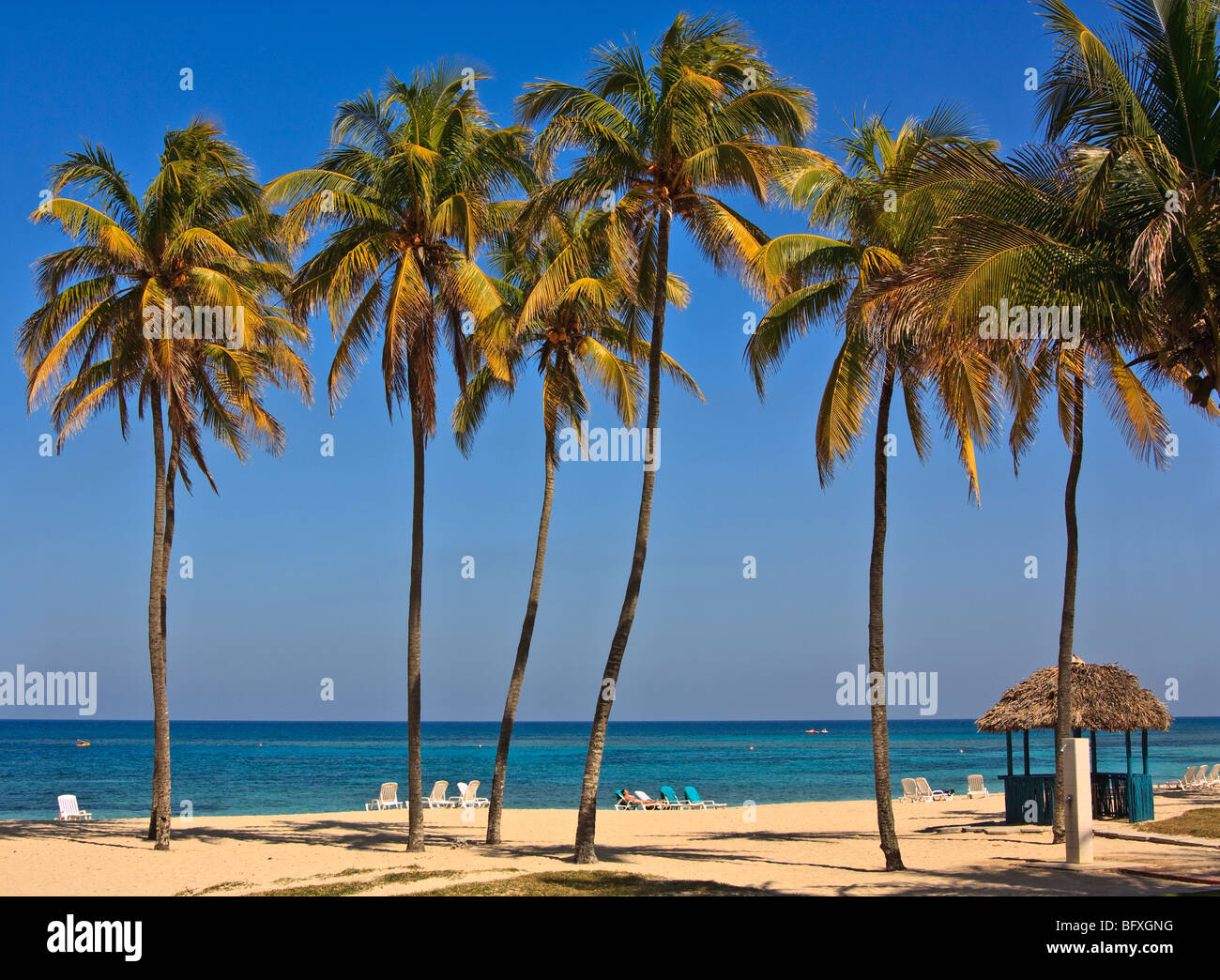 Tall palm trees on a Cuban beach Stock Photo - Alamy