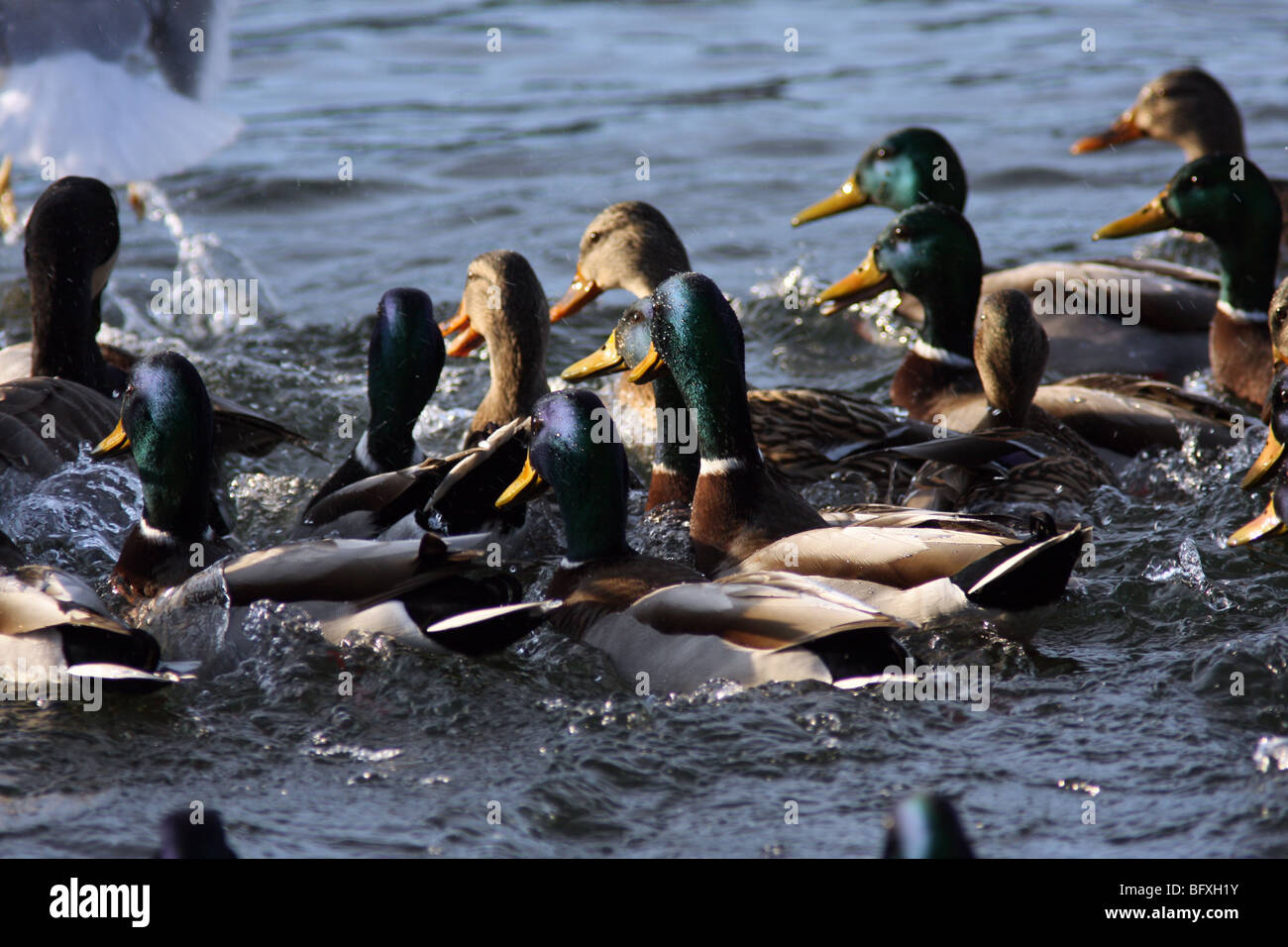 Boy chasing duck hi-res stock photography and images - Alamy