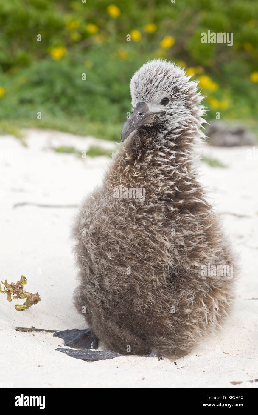 Black-footed albatross chick (Phoebastria nigripes) on Midway Atoll ...