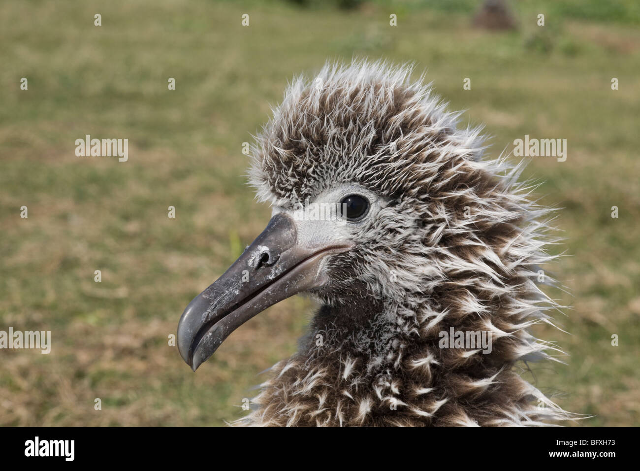 Close up face albatross hi-res stock photography and images - Alamy