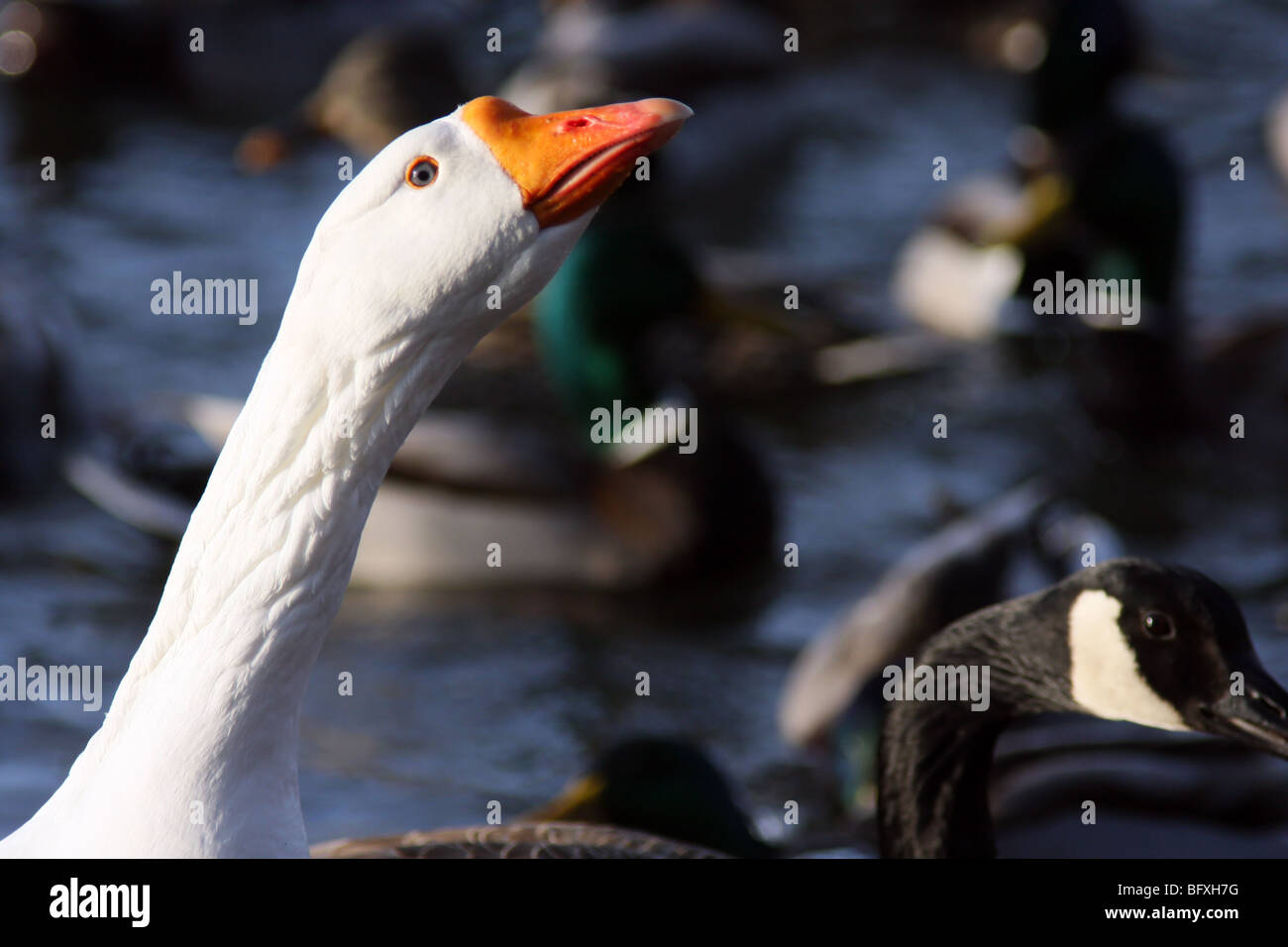 White goose, Anser anser domesticus or Anser cygnoides, with Canada ...