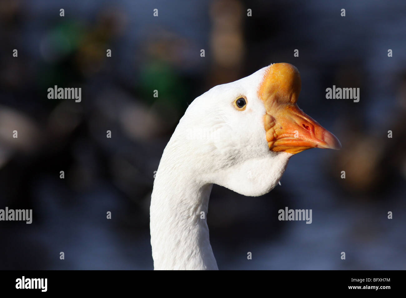 Goose neck Cut Out Stock Images & Pictures - Alamy