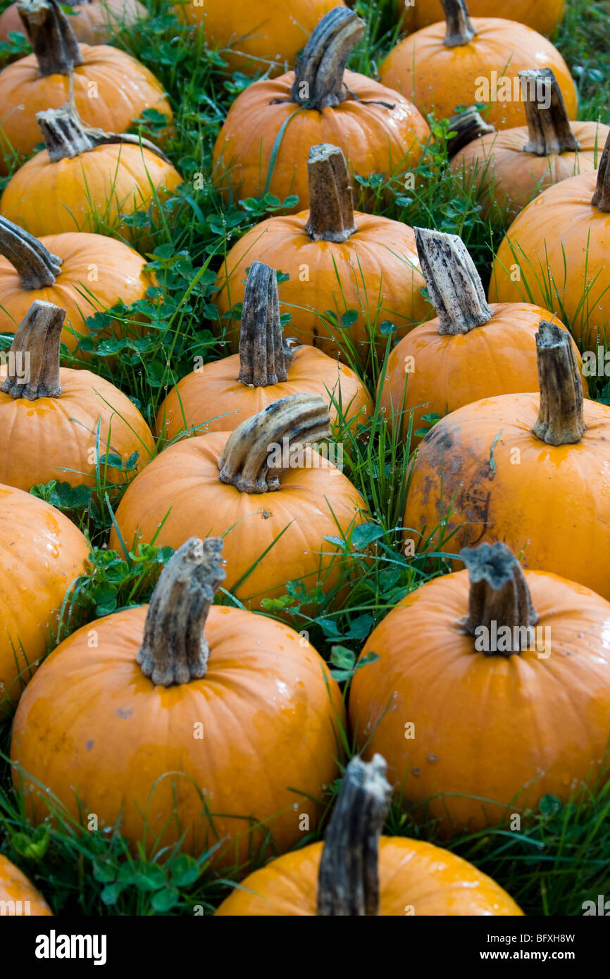 Group of pumpkins Stock Photo - Alamy