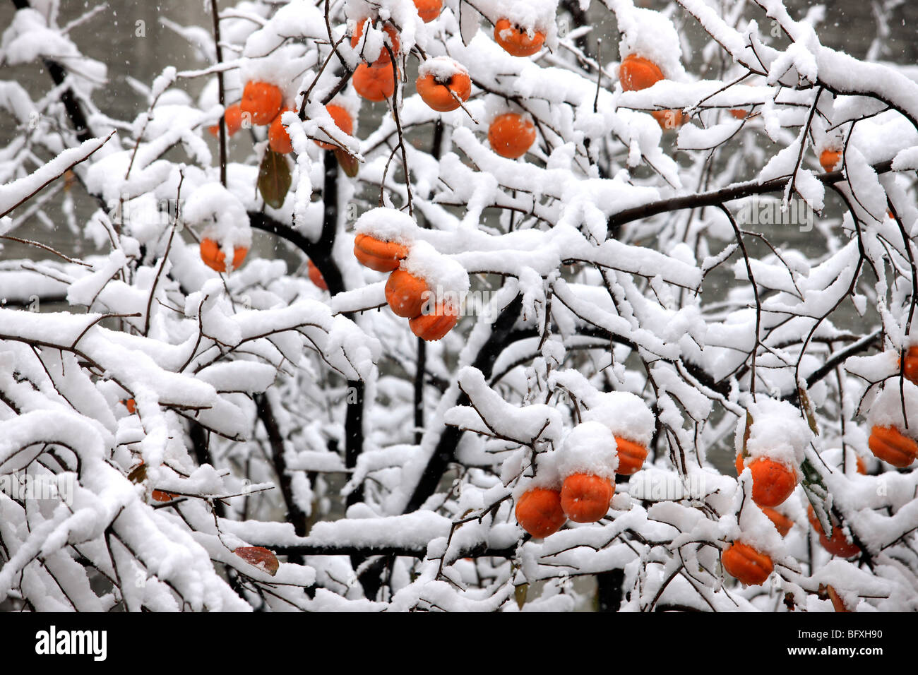 Persimmon Tree Stock Photos & Persimmon Tree Stock Images - Alamy