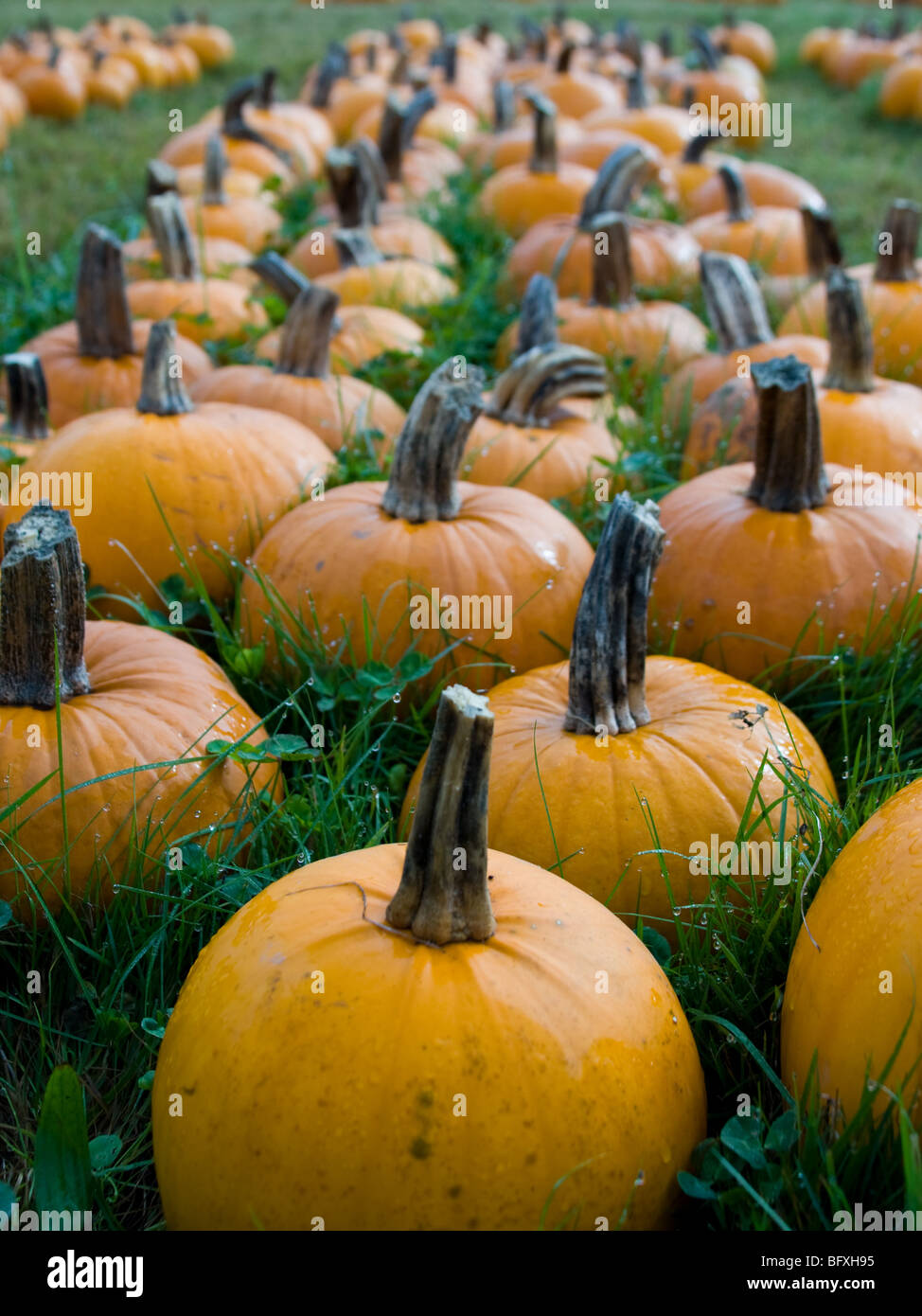 Lines of pumpkins Stock Photo - Alamy