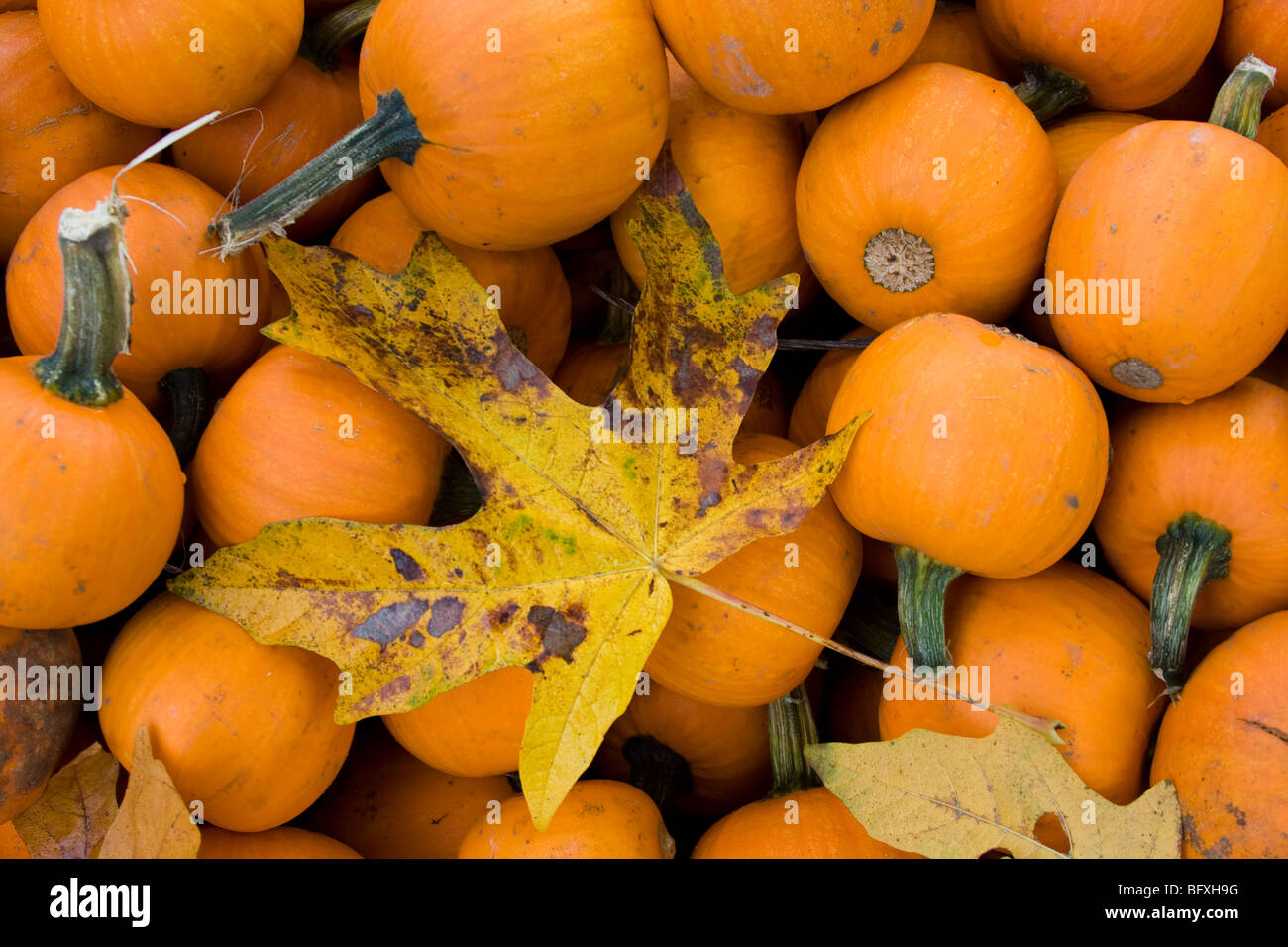 Baby pumpkins and fall leaf Stock Photo - Alamy