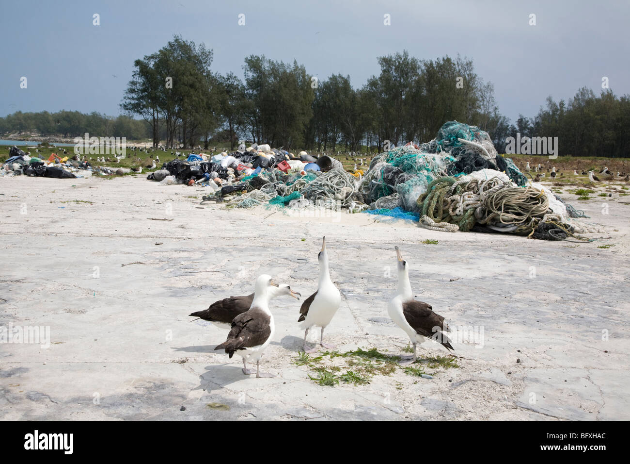 Plastic pollution animals hi-res stock photography and images - Alamy