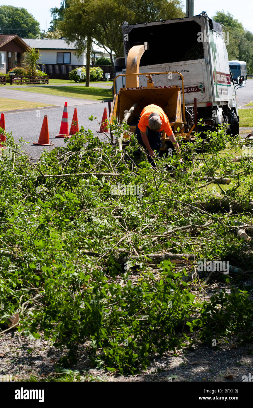Men cutting tree with chain saw and shredding branches in machine Stock ...