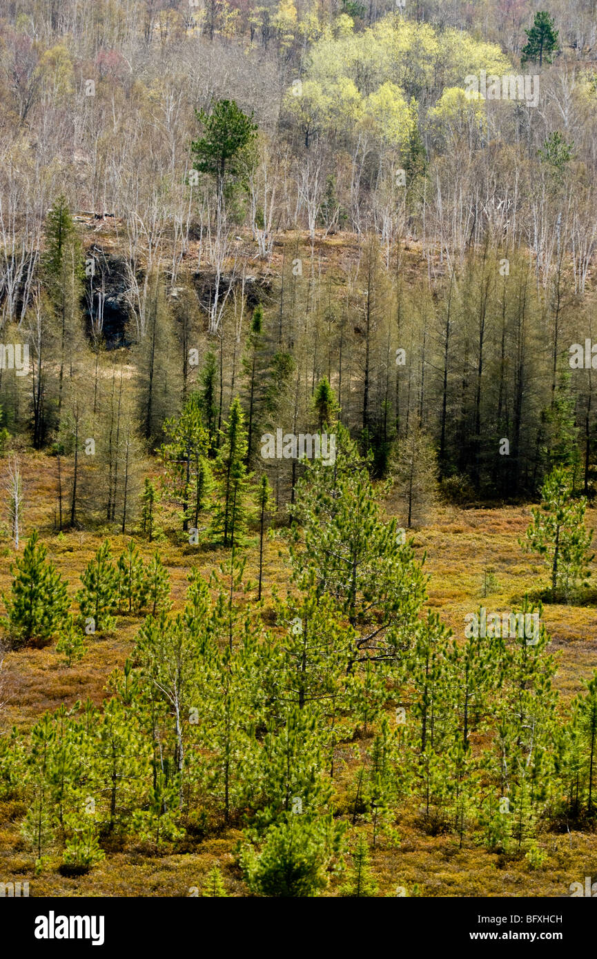 Emerging early spring foliage on aspens on hillside overlooking leather ...