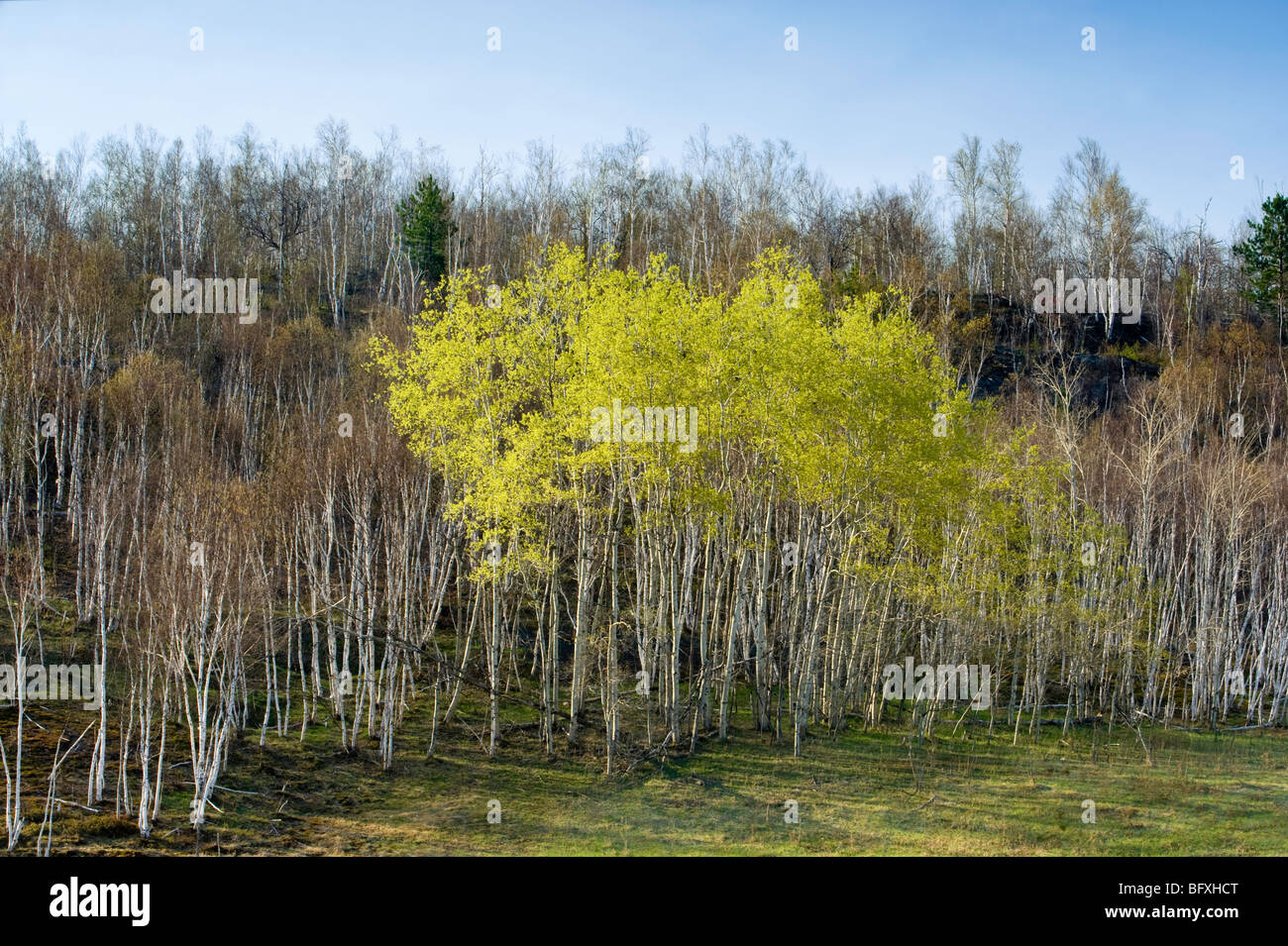 Aspen clone with emerging foliage on hillside of paper birch trees ...
