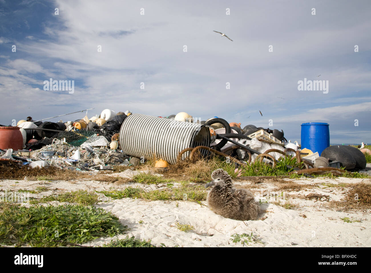 Plastic pollution ocean animals hi-res stock photography and images - Alamy