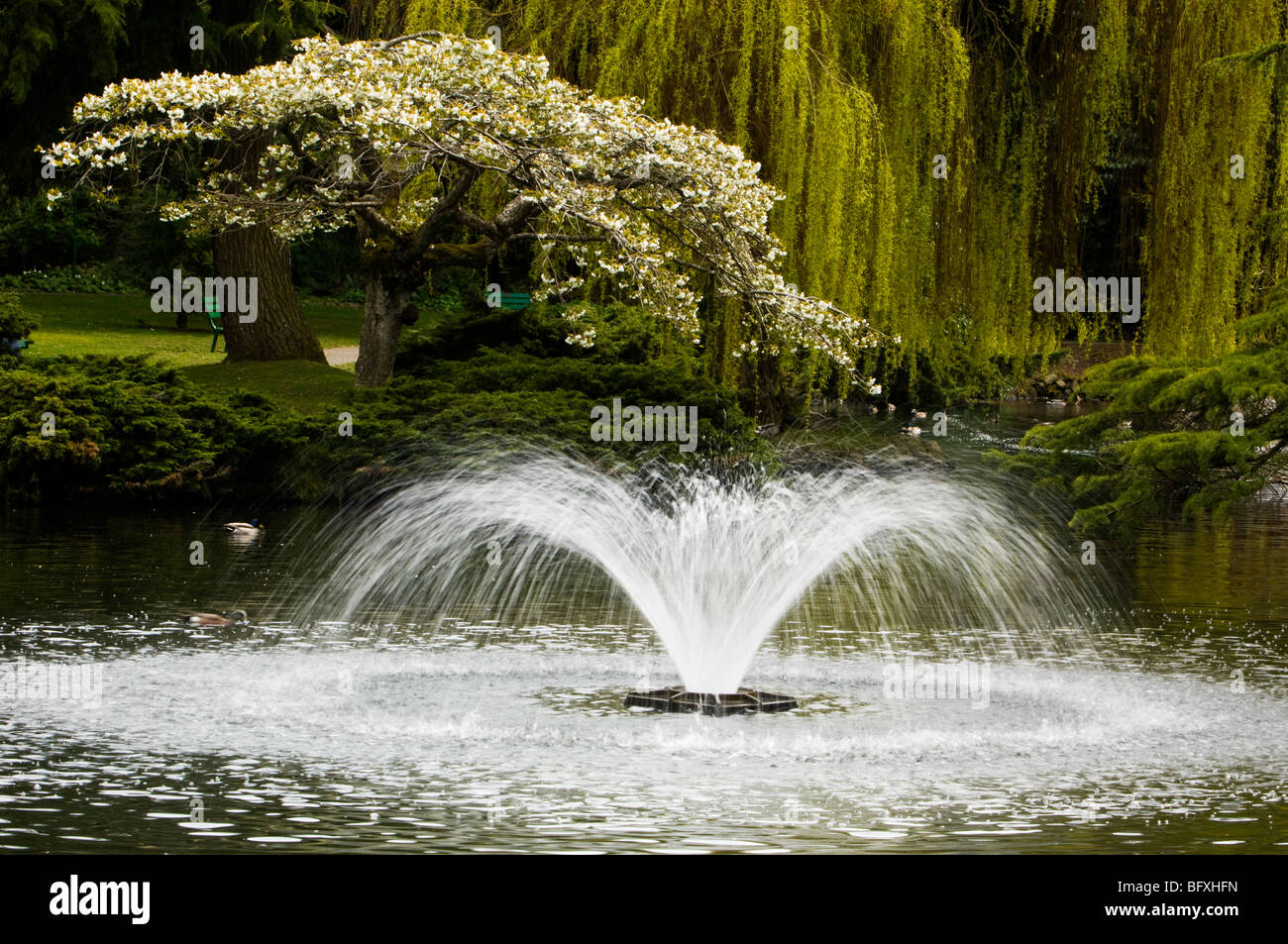 Japanese cherry tree and fountain in Beacon Hill Park pond, Victoria ...