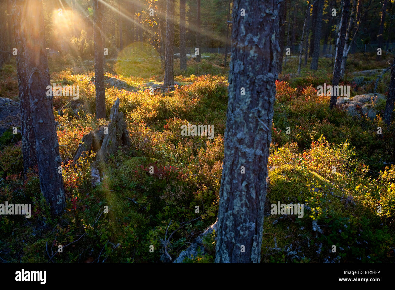 Blueberry growth in dry rocky pine ( pinus sylvestris ) taiga forest in ...