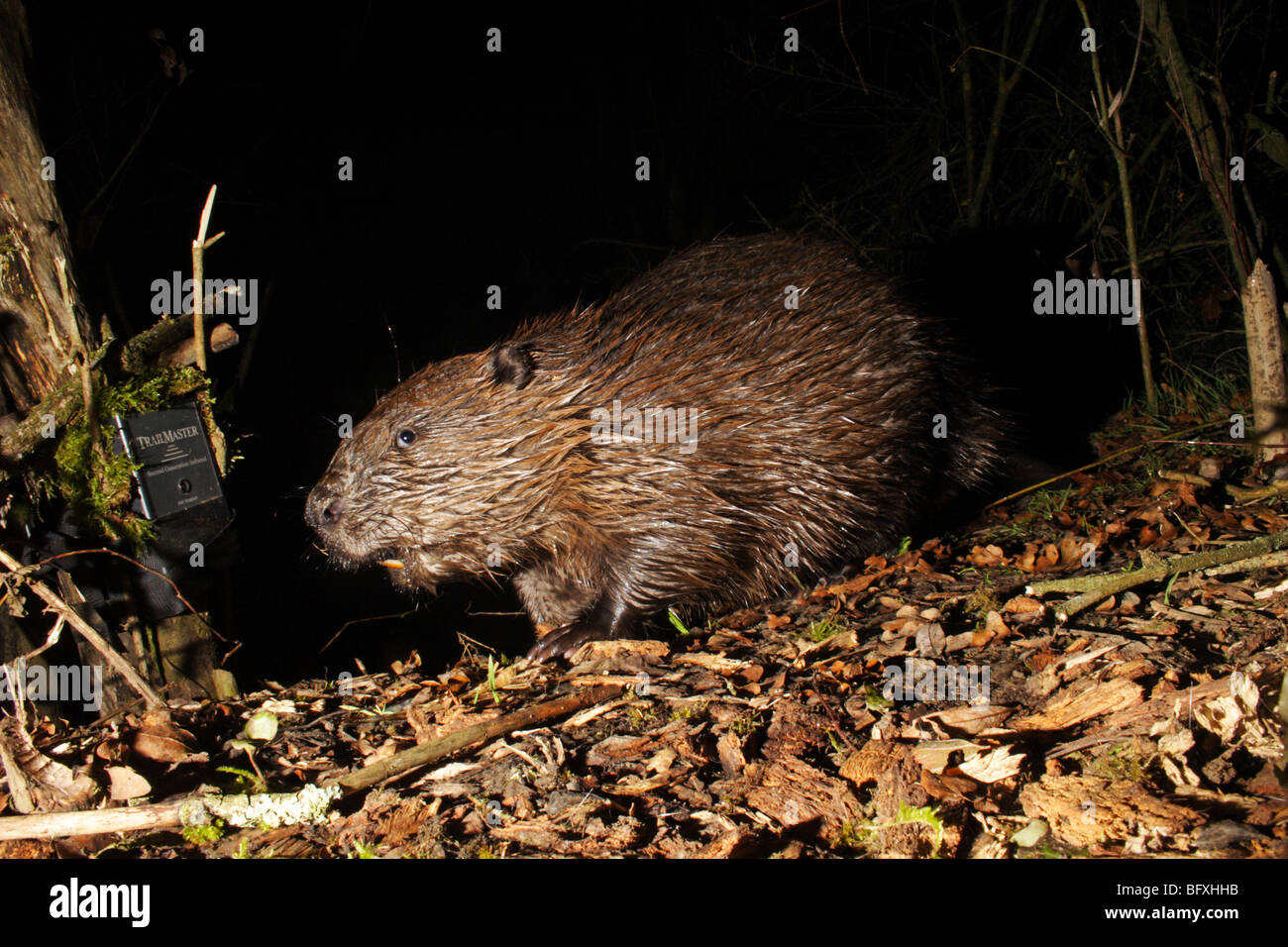 Photoptrap hi-res stock photography and images - Alamy