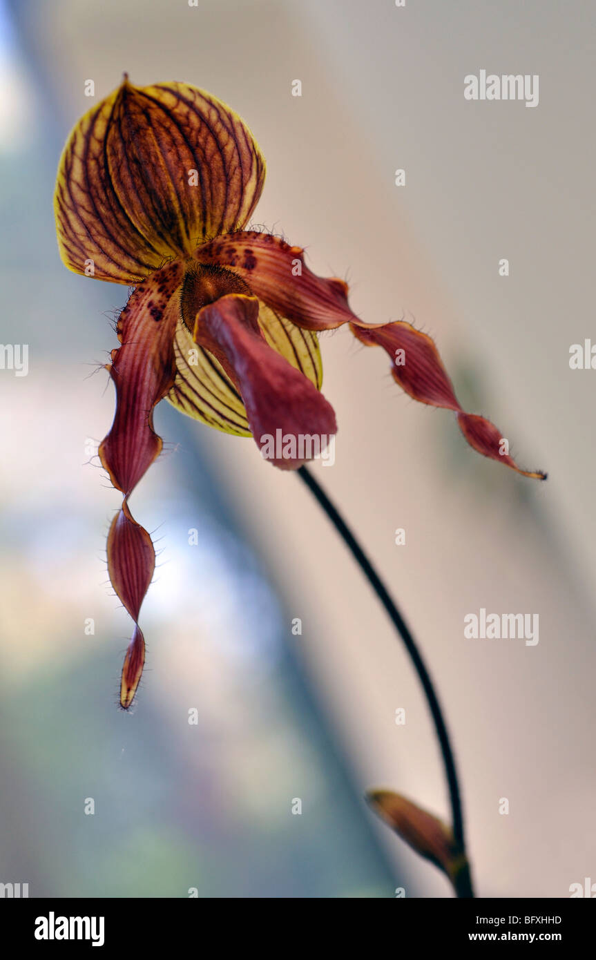 Brown orchid flowers hi-res stock photography and images - Alamy