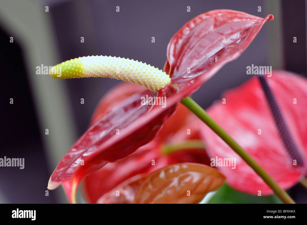 Red Anthurium Flamingo Flower Stock Photo - Alamy