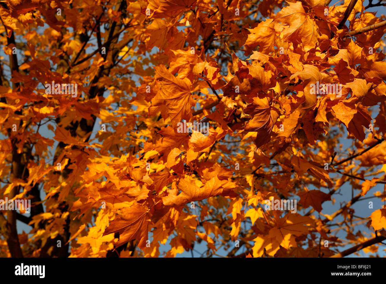 Deciduous plant hi-res stock photography and images - Alamy