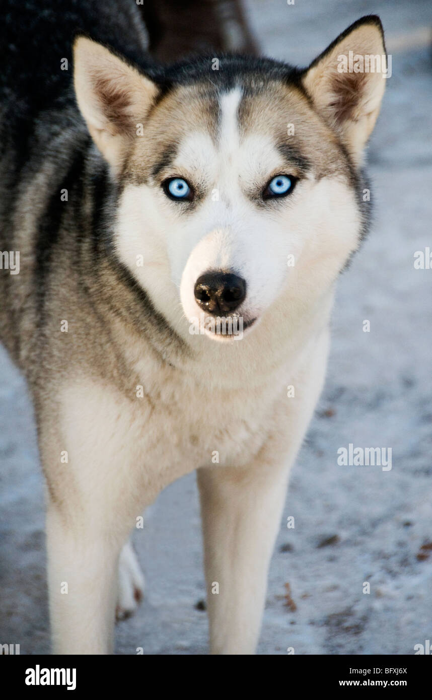 A husky dog standing outdoors in the snow Stock Photo - Alamy