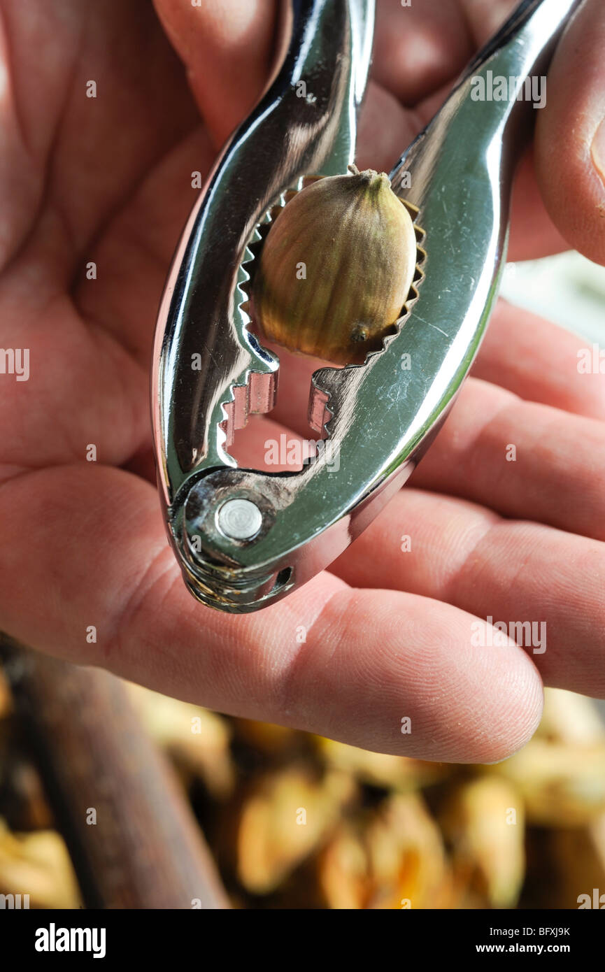Kentish cobnut tree hi-res stock photography and images - Alamy