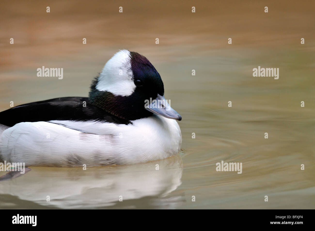 Usa swamp duck hi-res stock photography and images - Alamy