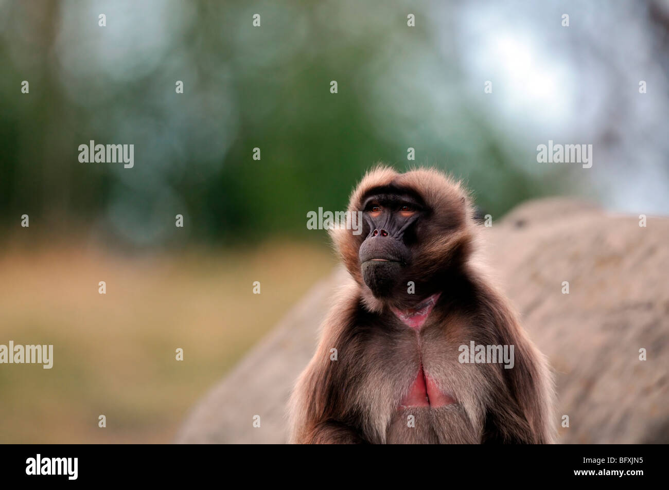 Gelada Baboon- Theropithecus gelada Stock Photo - Alamy