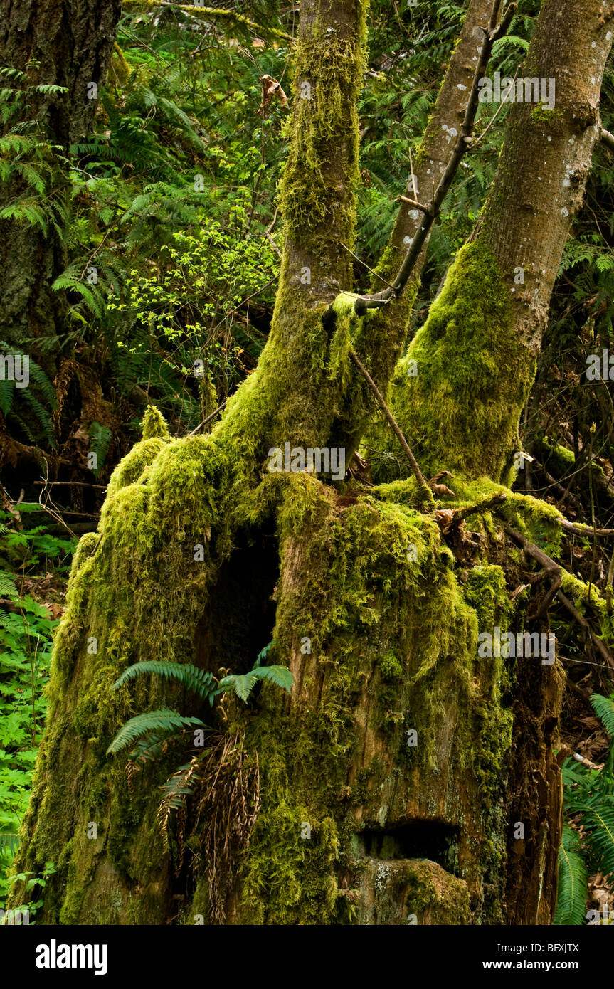 Nurse stump'. mossy old stump with red alder tree, Goldstream PP ...
